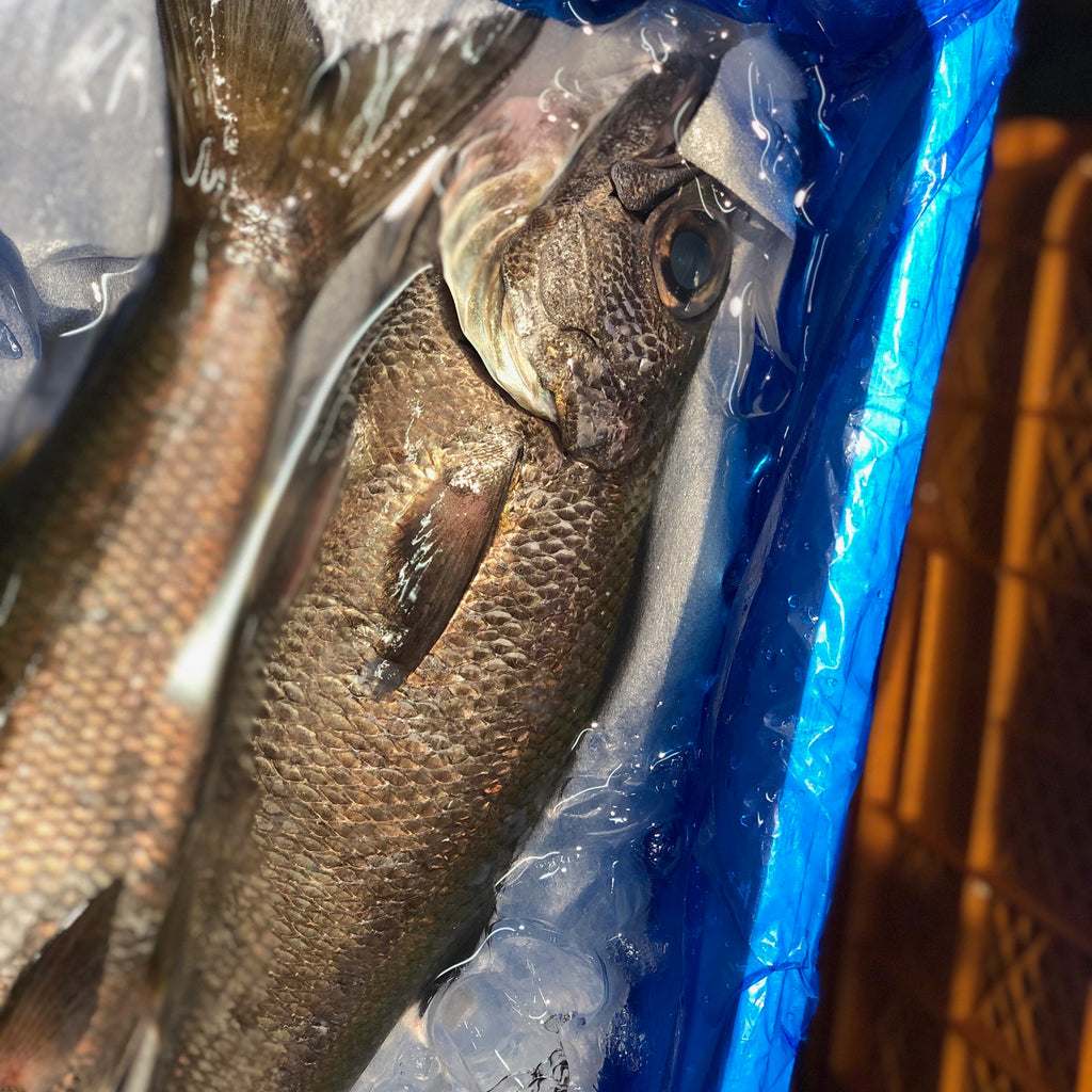 特上クロムツ 千葉産 他 1尾1-1.5キロサイズ 黒ムツ【クロムツ1-1.5K】豊洲市場 冷蔵 – 豊洲おかわり鮮魚店